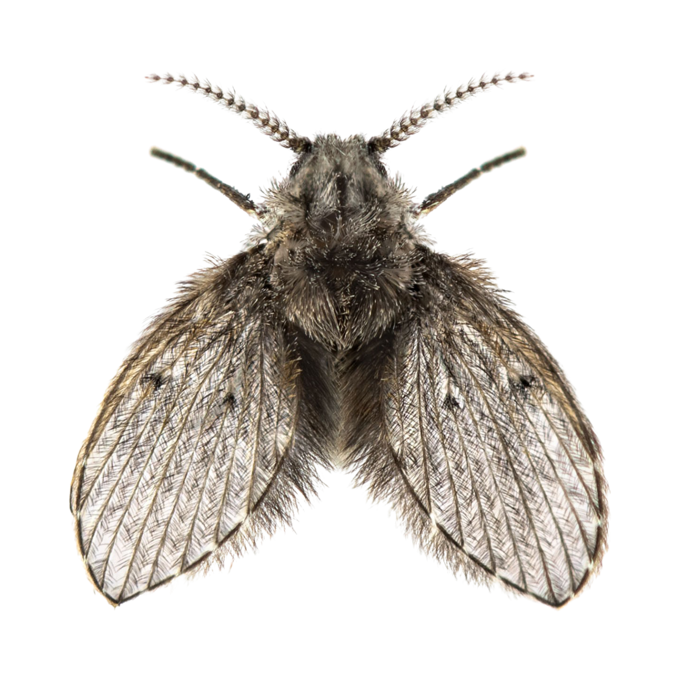 Pest Library| Urban Pest Management (UPM) 0321-7770001